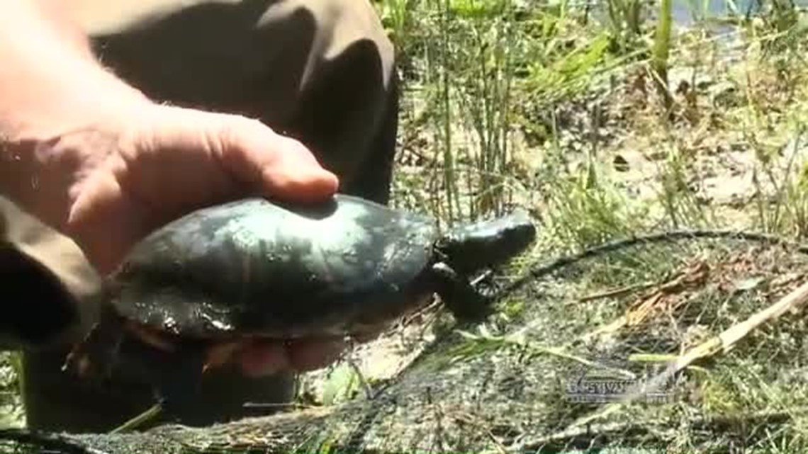 Turtle Trapping | wnep.com
