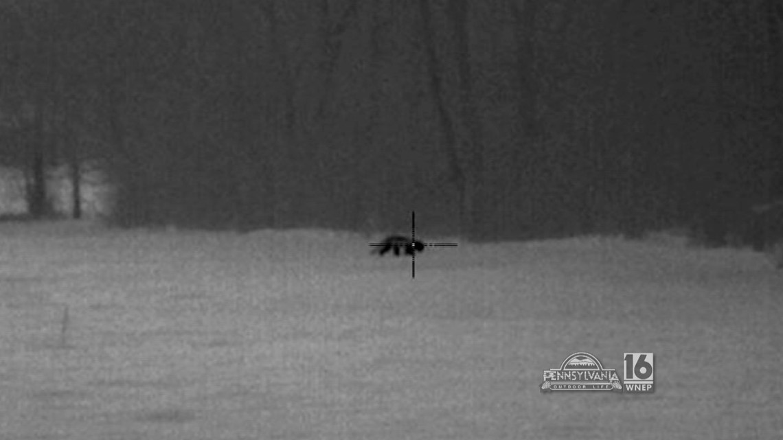 Thermal Imaging Fox Hunt | wnep.com