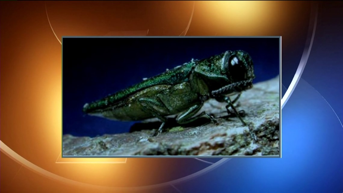 Invasive Tree-killing Bug Spotted in Poconos | wnep.com