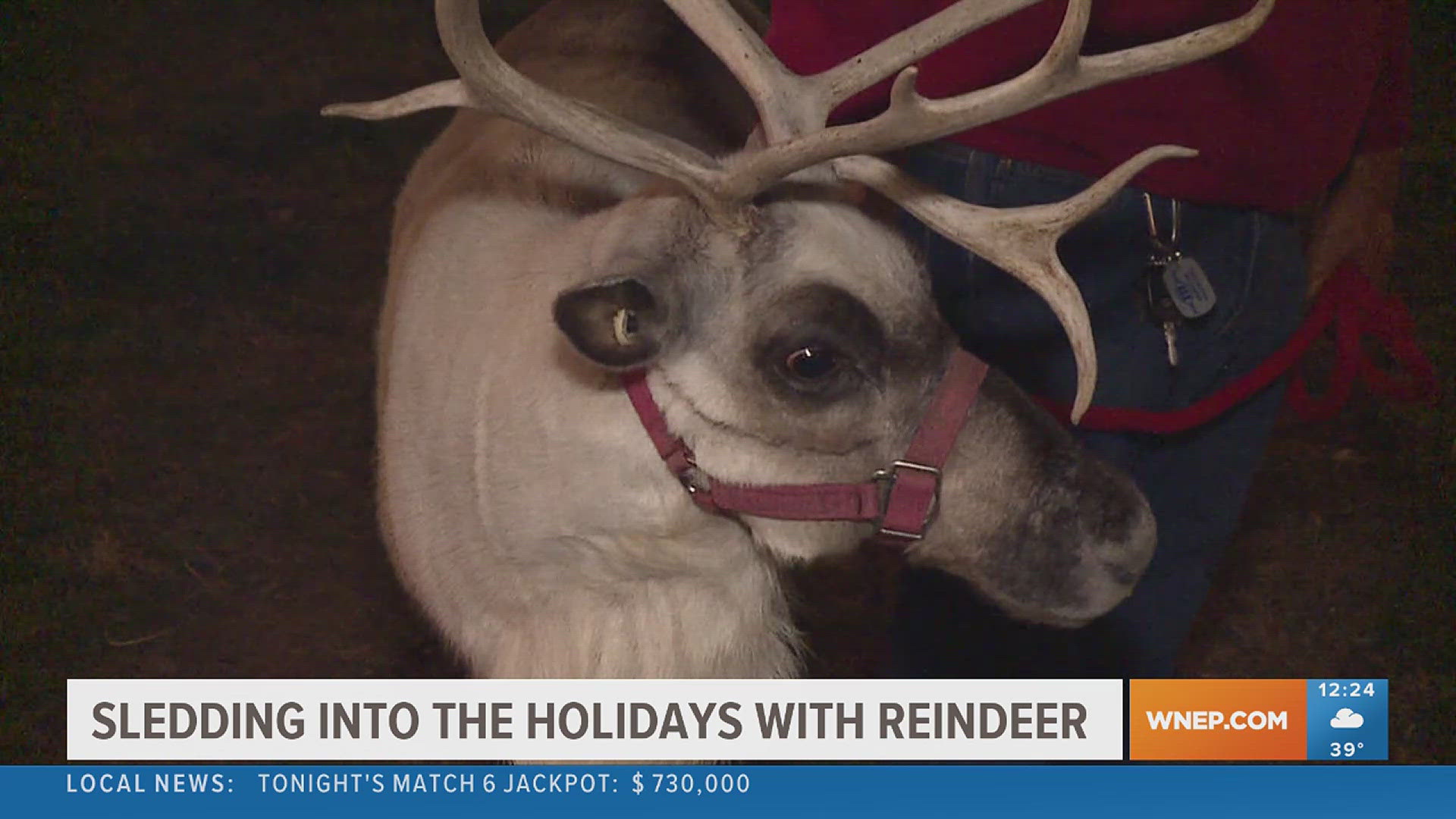 Spruce Ridge Reindeer opens for tours ahead of Christmas | wnep.com