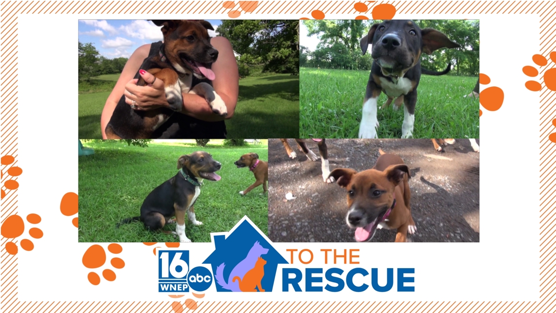 16 To The Rescue: Haven to Home's Pure 'Bread' Puppies | wnep.com