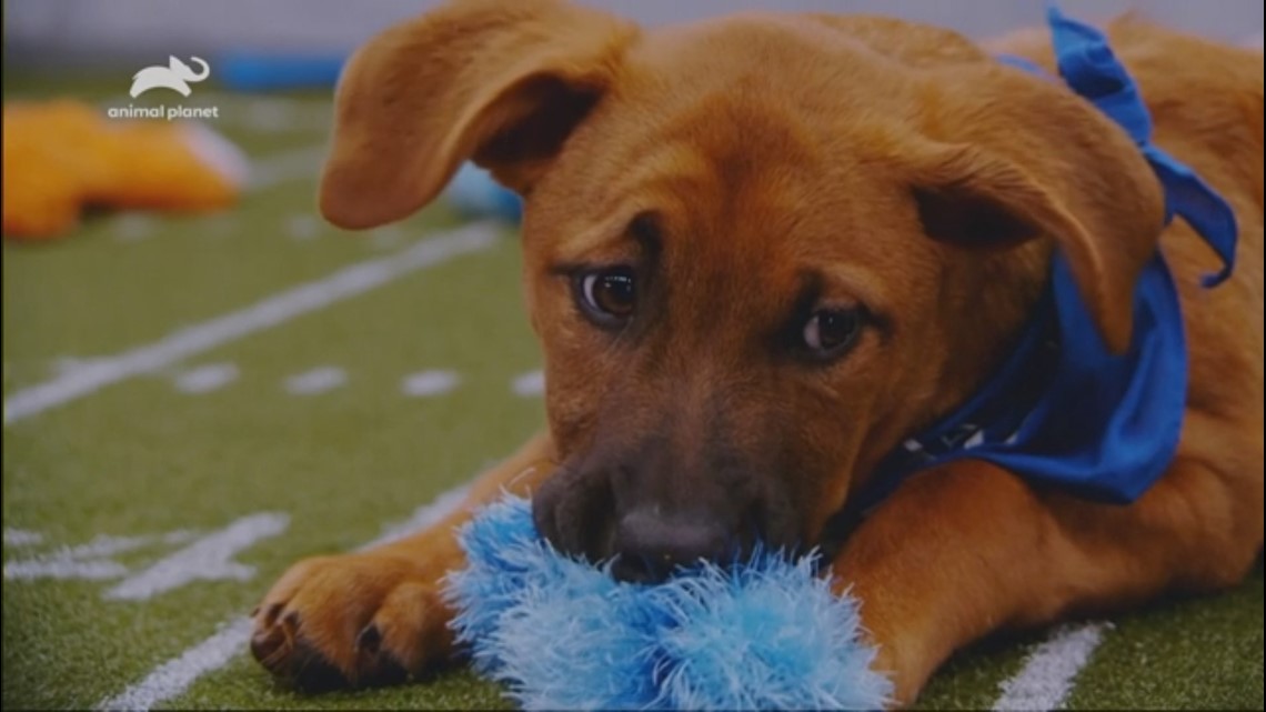 Team Fluff Beats Team Ruff in This Year’s Puppy Bowl | wnep.com