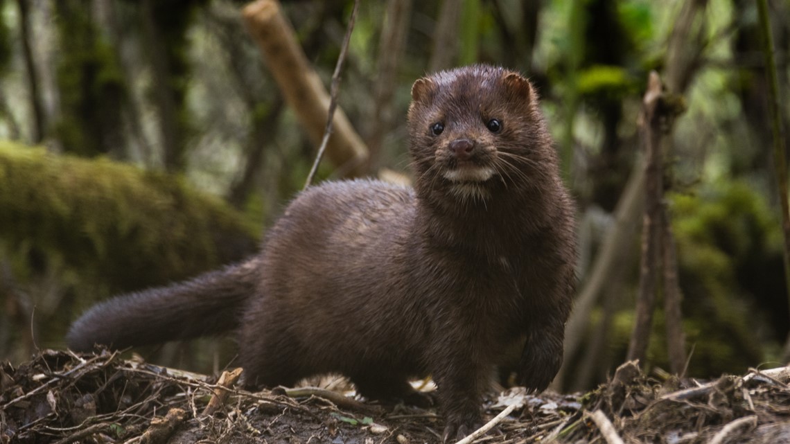 Who to contact if you see a mink | wnep.com