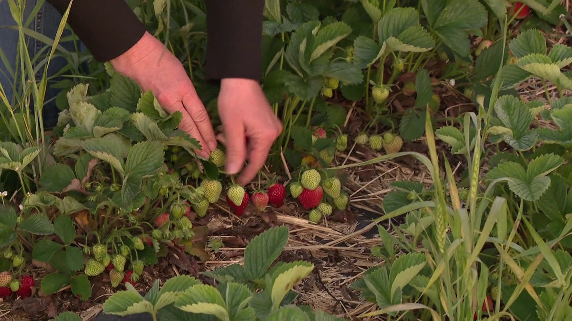Rohrbach's Farm marks 70 years with summer activities | wnep.com