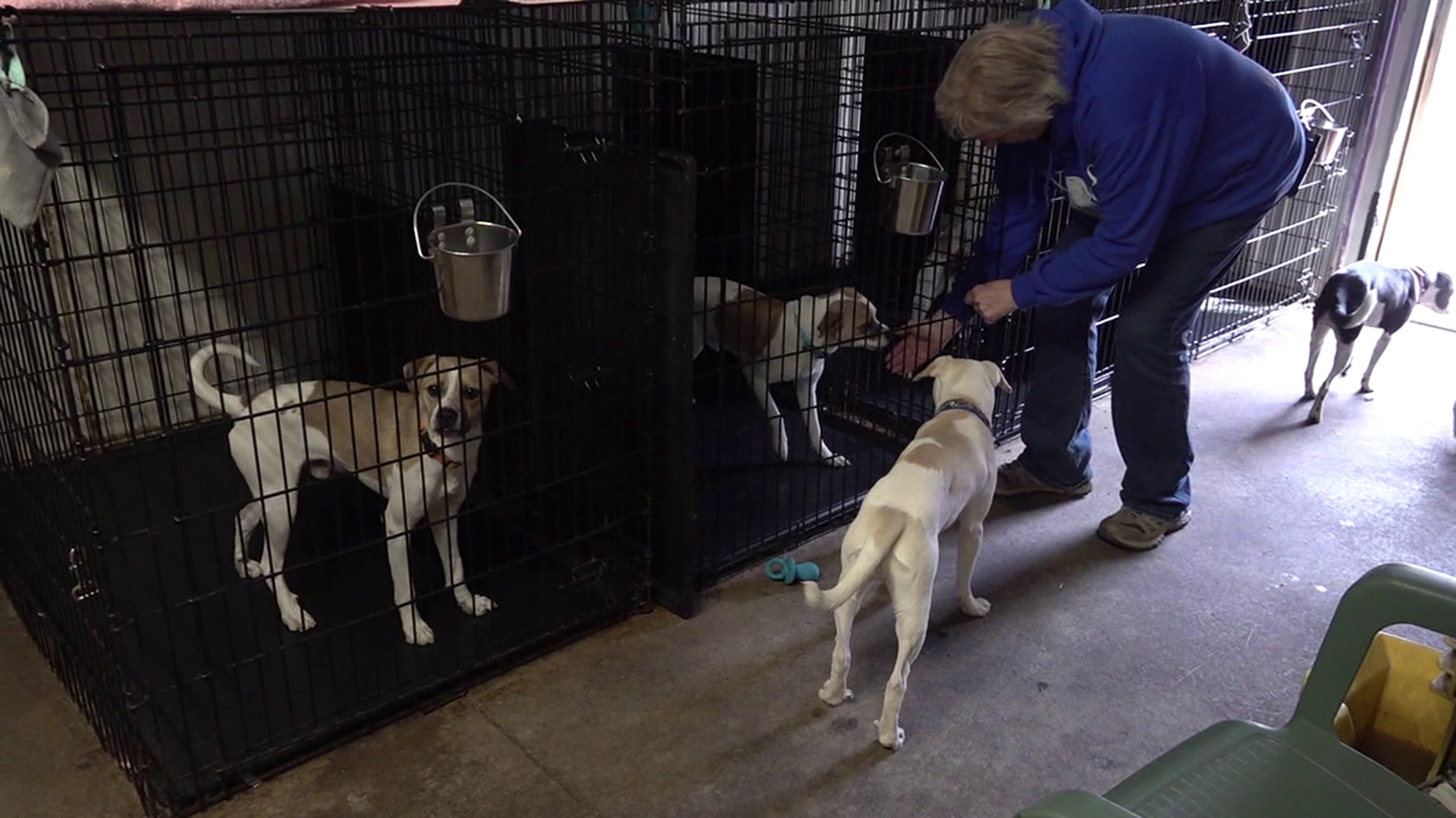 Dozens of animals rescued from home in Schuylkill County | wnep.com