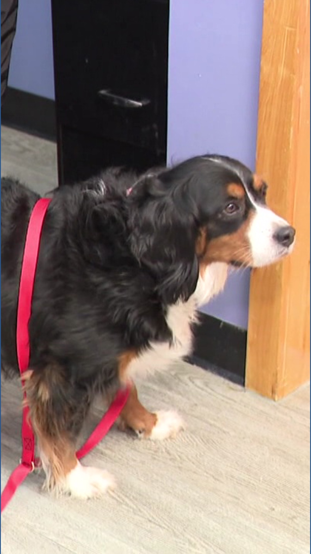 Mister Groom | Does It Really Work? | wnep.com