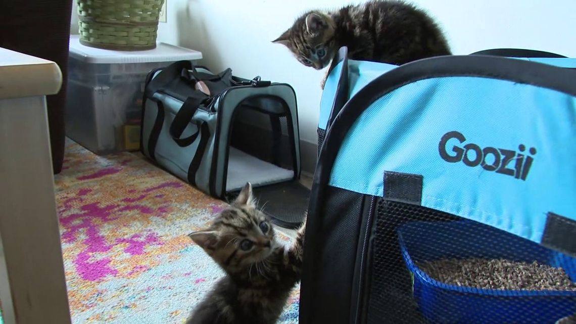 University students combatting stray cat problem | wnep.com