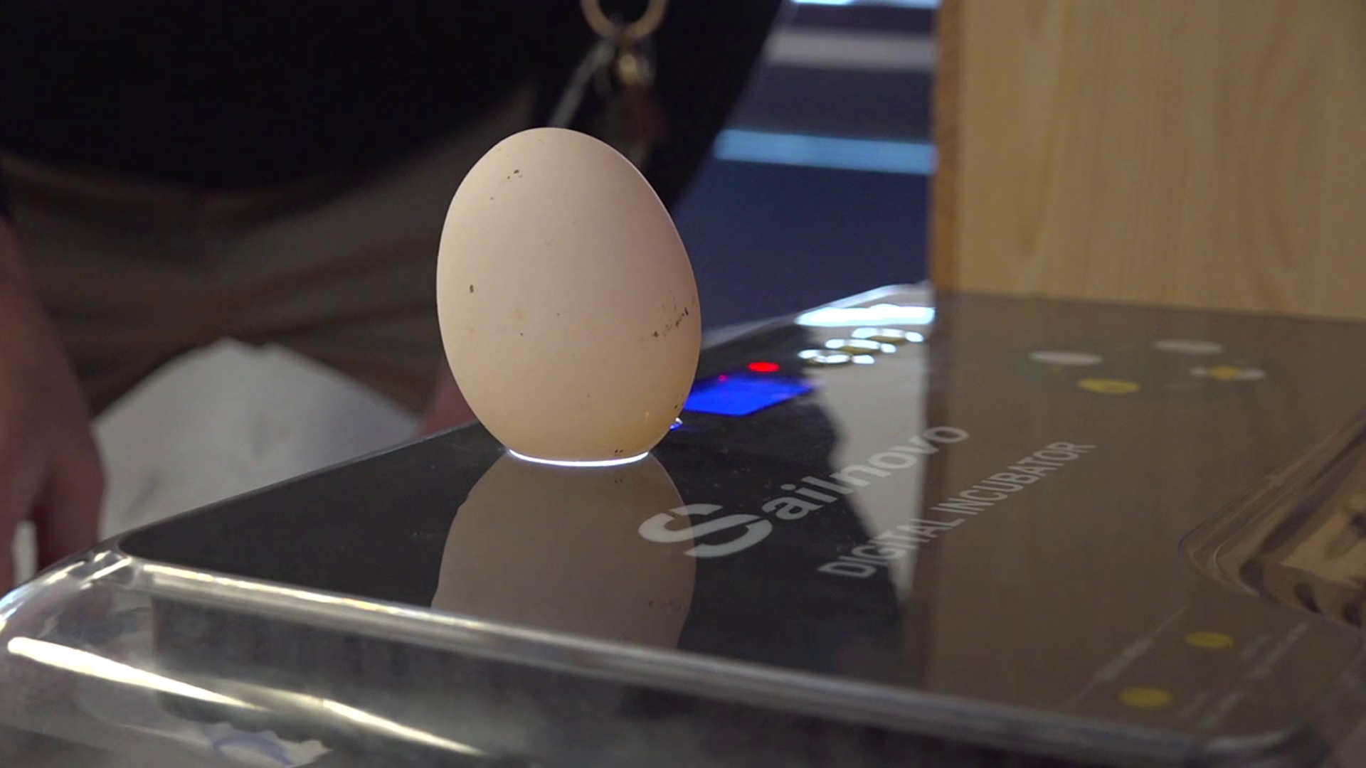 Bonsall Farms helps students hatch learning project in Hunlock Creek ...