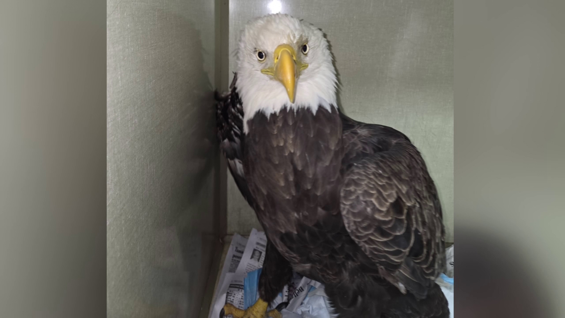 Education center workers find injured eagle | wnep.com