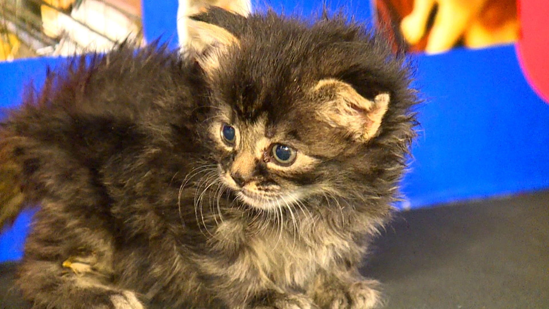 Inflation has made saving felines a financial challenge for Lackawanna ...