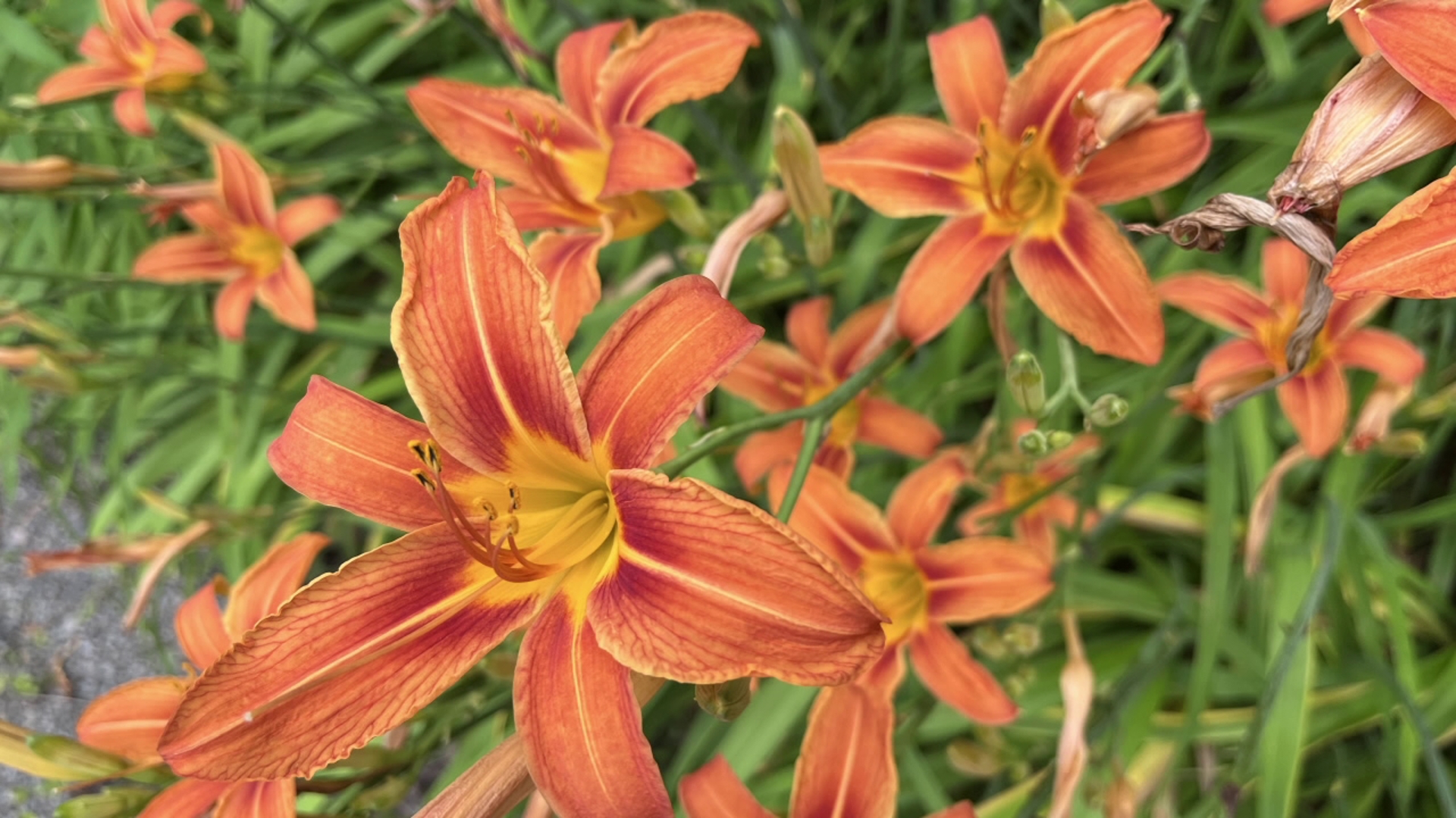 The many names of orange lilies | On The Pennsylvania Road | wnep.com