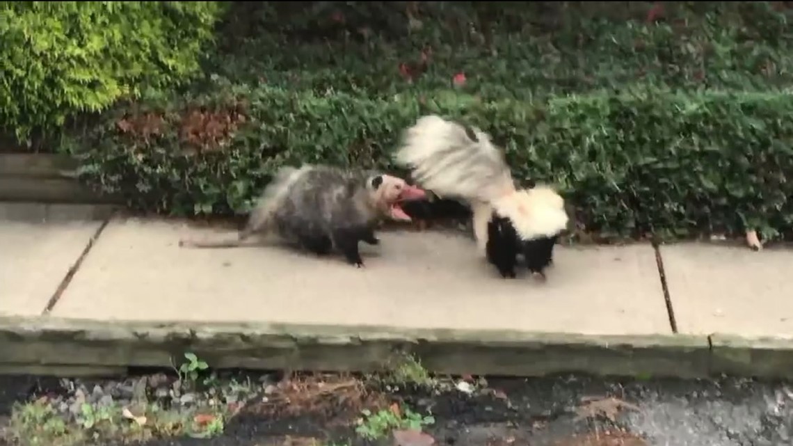 Wild Animal Fight Caught on Camera | wnep.com