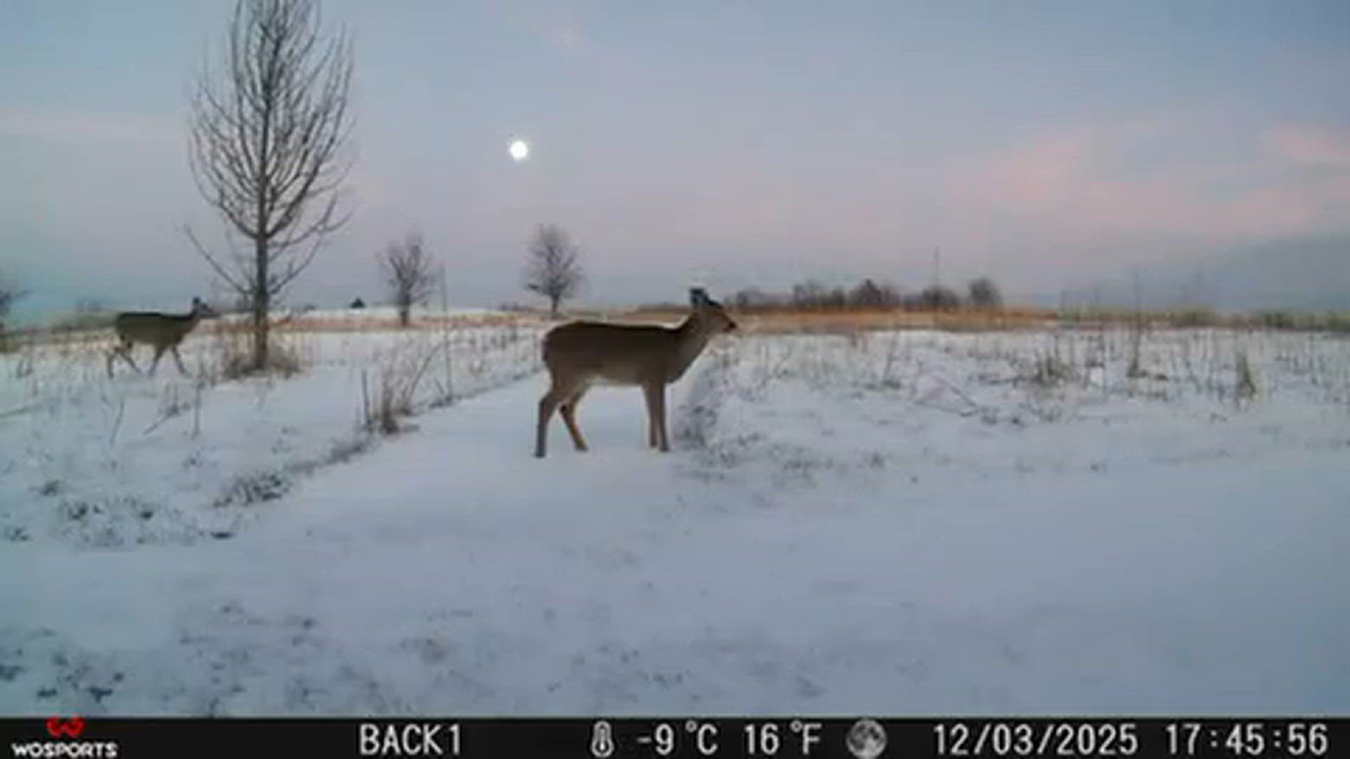 Deer in snow at dusk under full moon | wnep.com