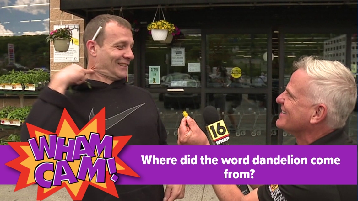 Where did the word dandelion come from? | Wham Cam | wnep.com
