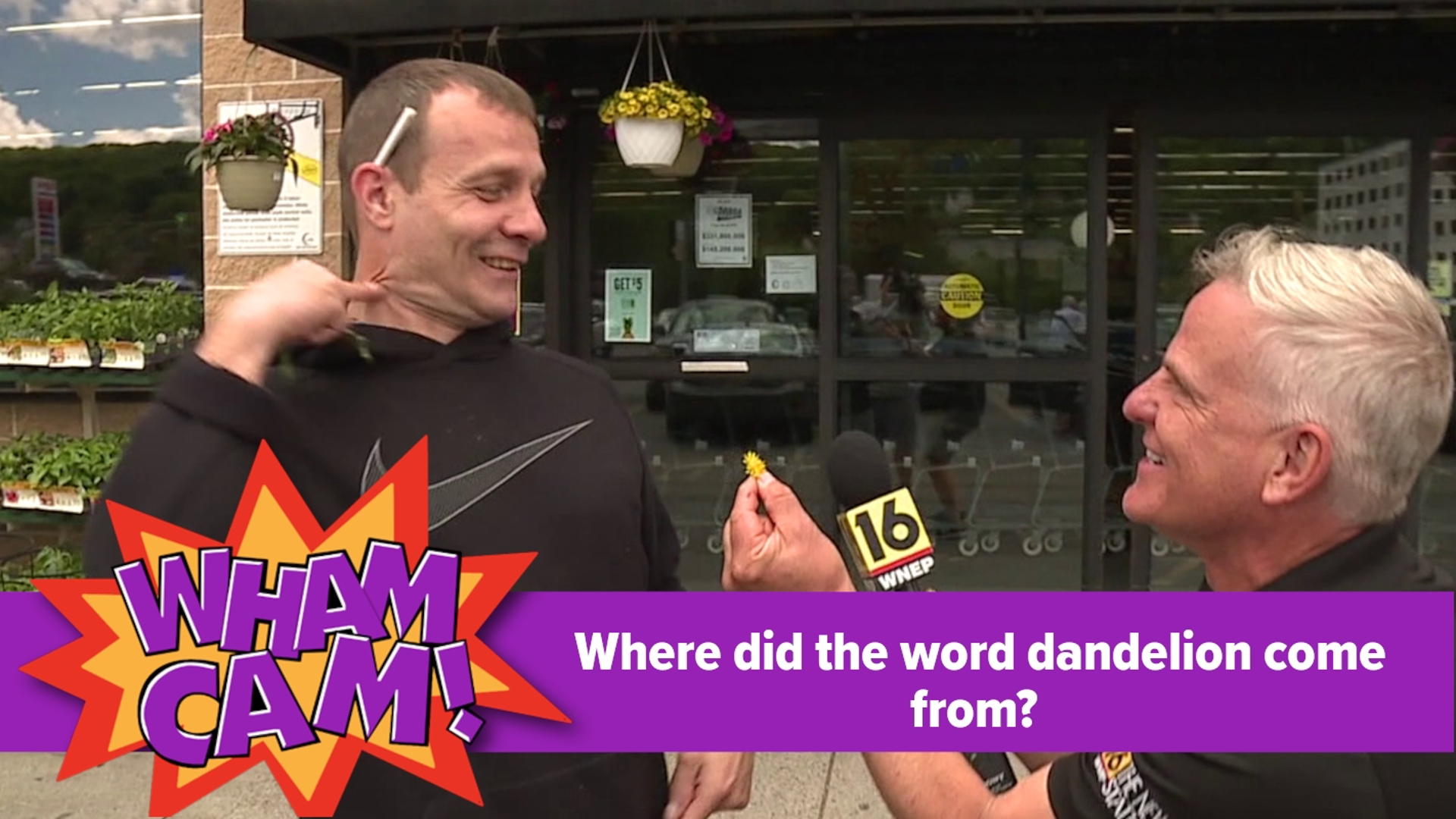 Where did the word dandelion come from? | Wham Cam | wnep.com