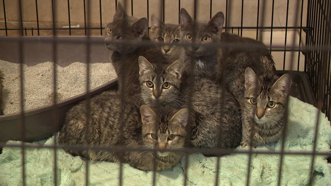 Animal abandoned near Blue Chip shelter in Luzerne County | fox43.com