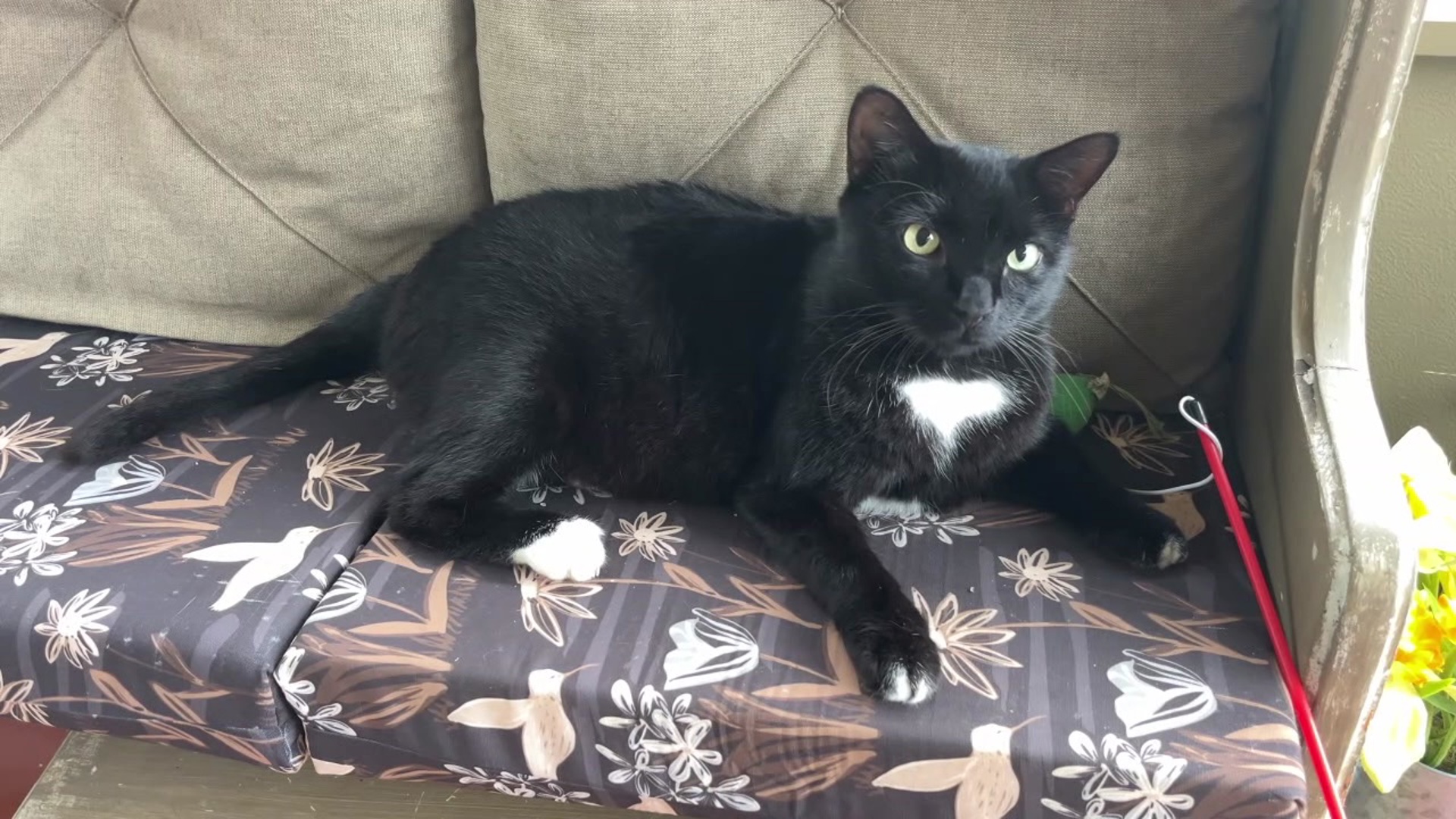 Cat returns home after 17 months | wnep.com