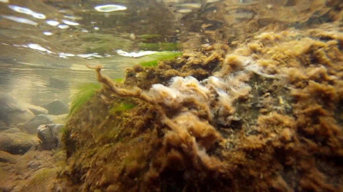 Rock Snot in the Delaware River | wnep.com