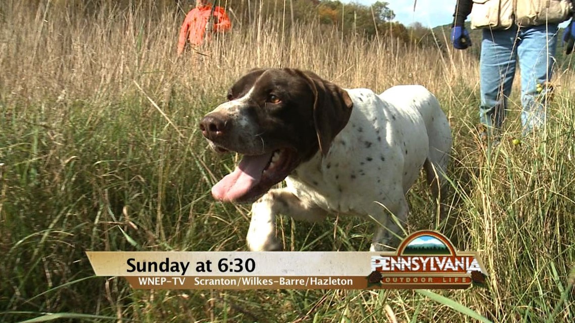 This week on POL: Fall Pheasant Hunt | wnep.com