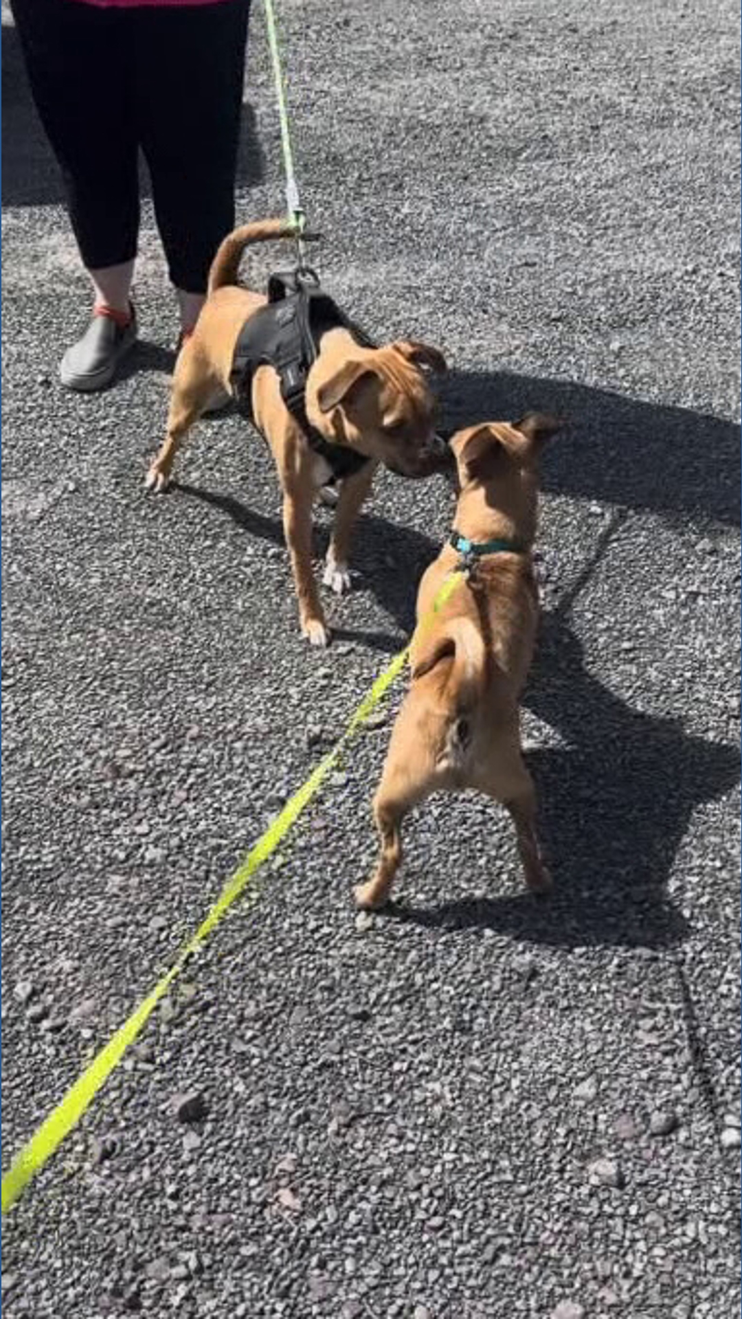 Rescue dog DNA test reveals surprise family connection | wnep.com