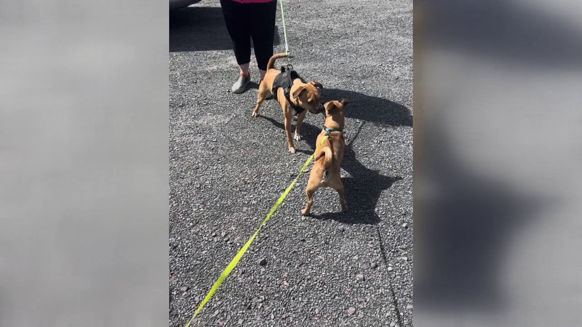Rescue dog DNA test reveals surprise family connection | wnep.com