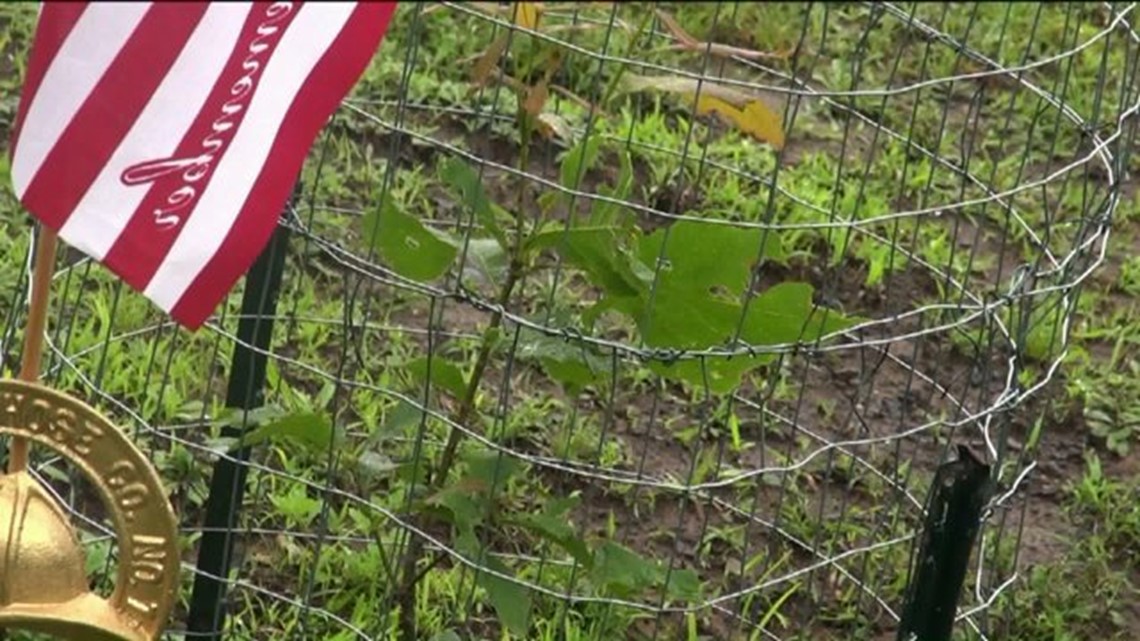 Fire Department Adopts Honor Tree | wnep.com