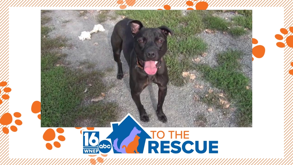 16 To The Rescue: Hopper | wnep.com