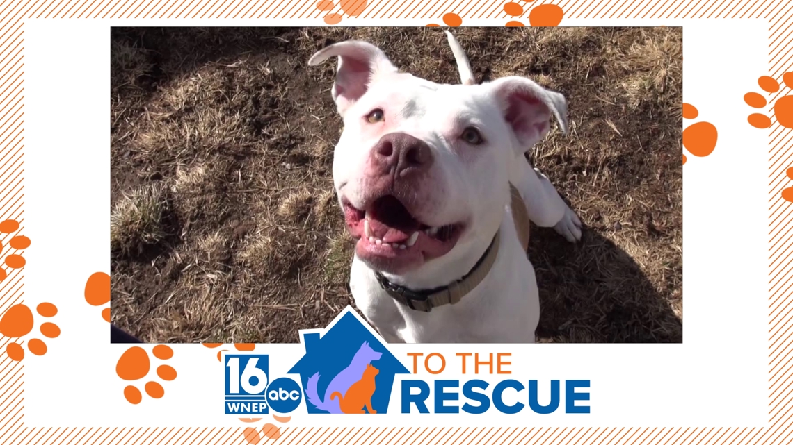 16 To The Rescue | Sparkle | wnep.com