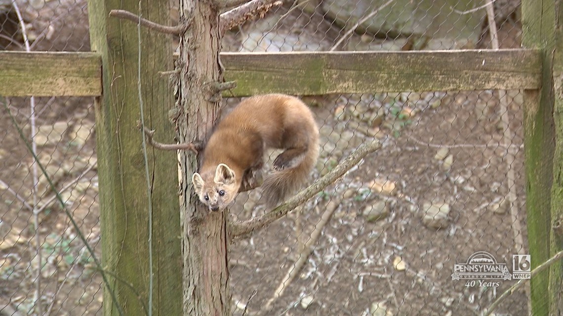 American Marten at Zoo America | wnep.com