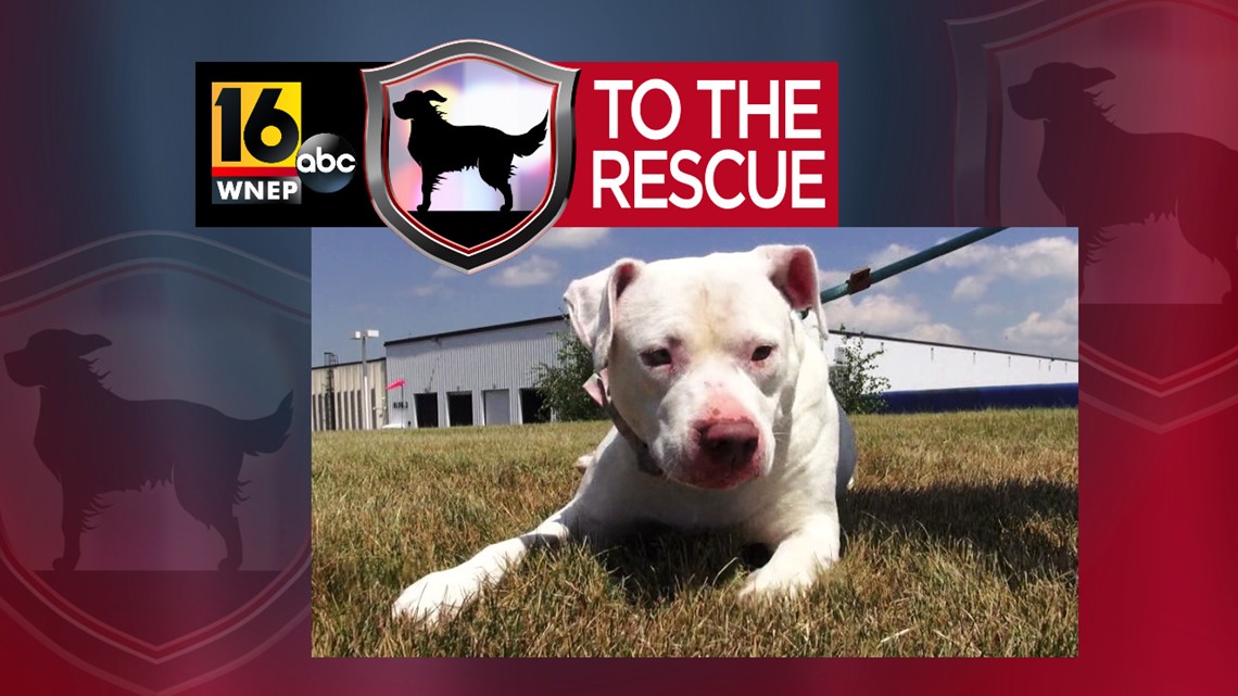 Eva - 16 To The Rescue | wnep.com