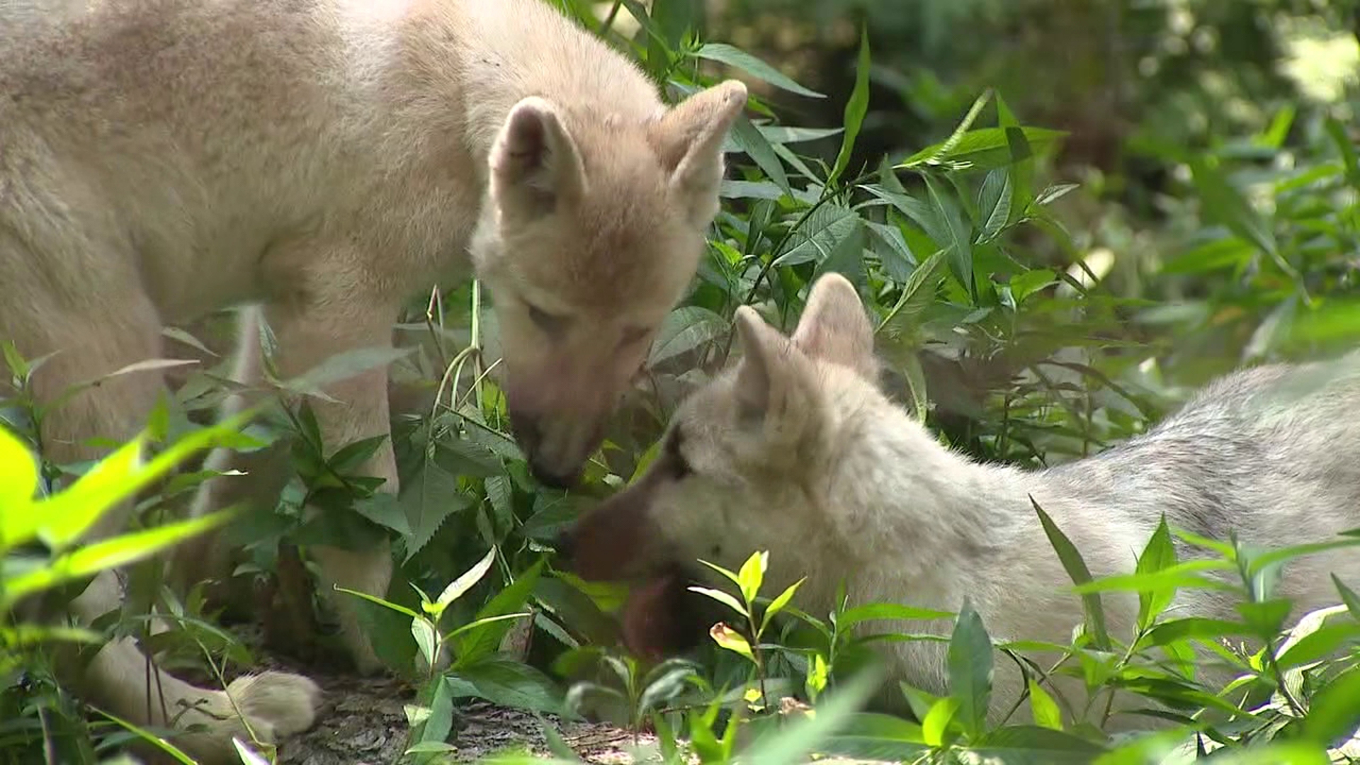 Arctic wolf pups bring excitement to Claws 'N' Paws | wnep.com