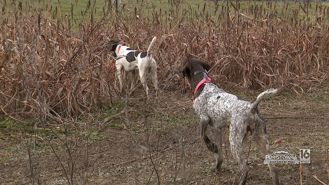 Dusty W Wing Shooting Preserve | wnep.com
