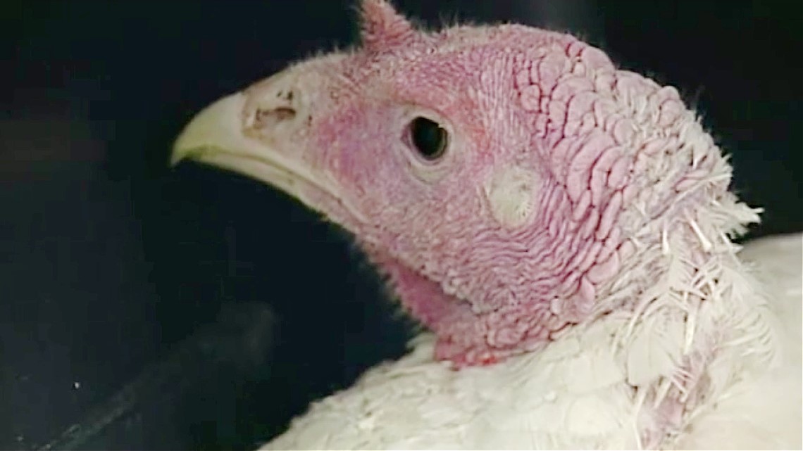 Turkey tale — Back Down The Pennsylvania Road | wnep.com