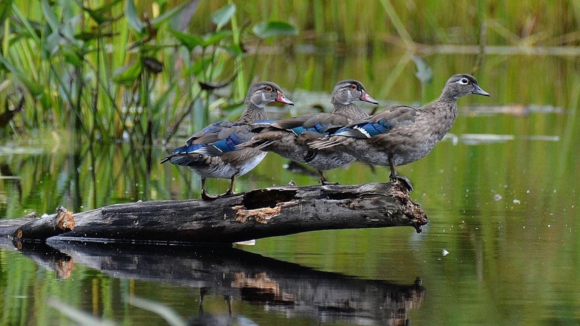 The in-between — PhotoLink Library | wnep.com