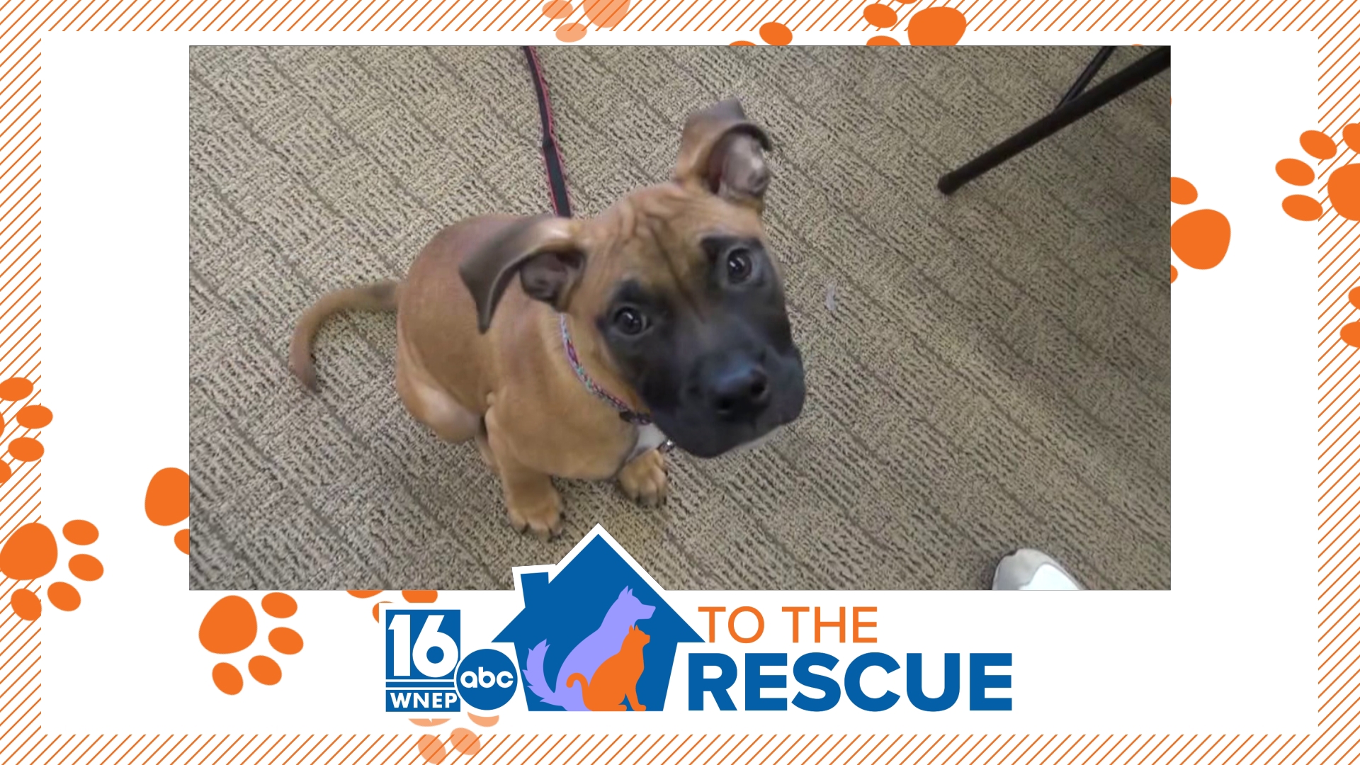 16 To The Rescue: Polo at Adopt A Boxer Rescue | wnep.com