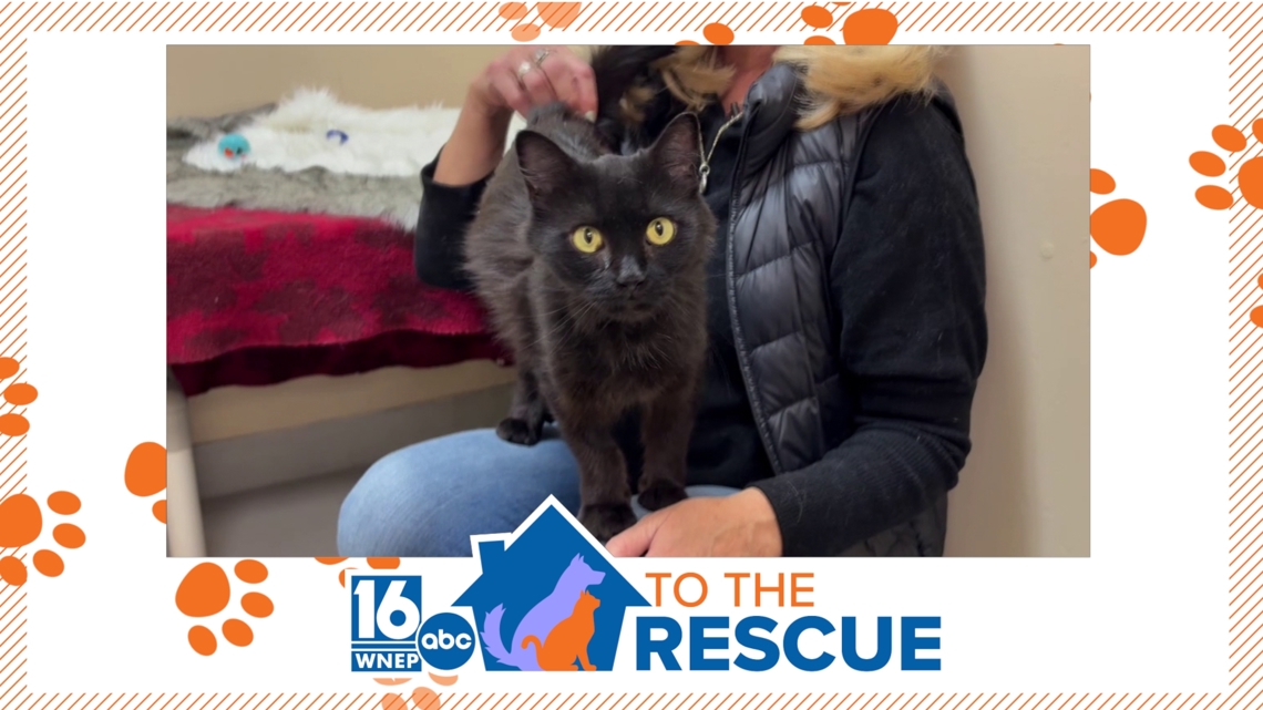16 To The Rescue: Paxie | wnep.com