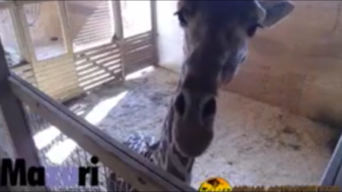 Watch Live: April the Giraffe Showing ‘Continued Increase in Belly ...