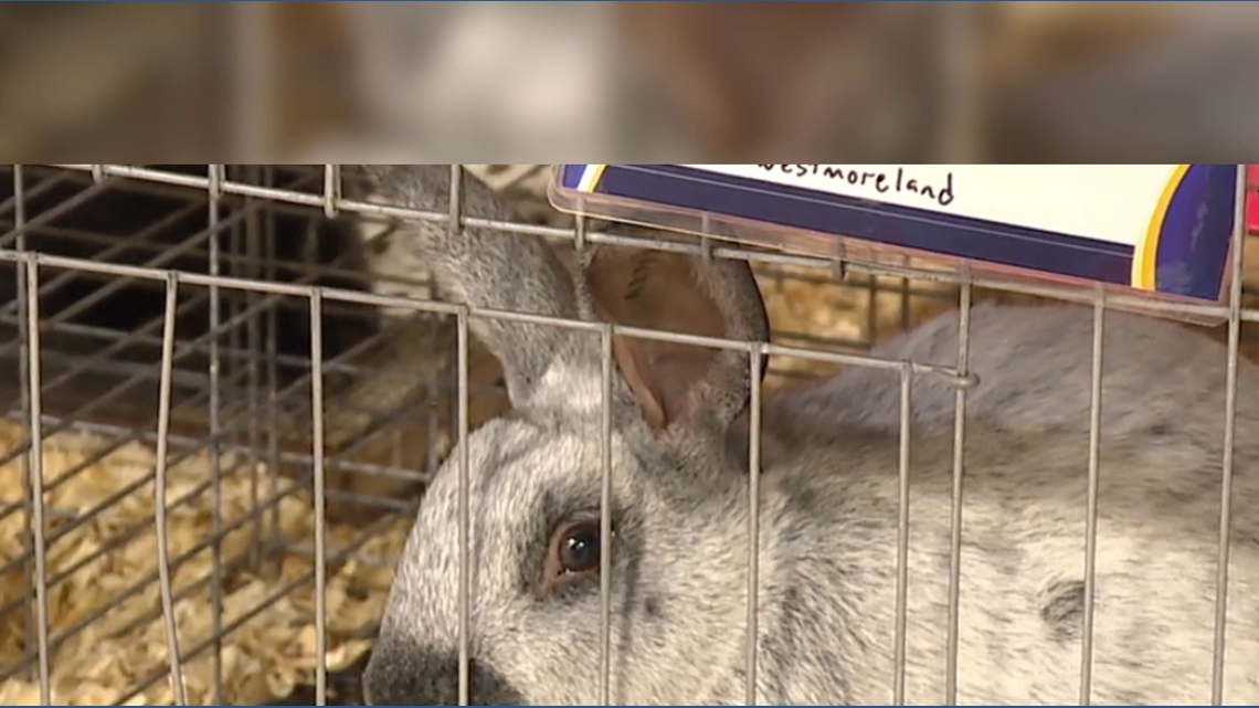 Pennsylvania Farm Show in full swing in Harrisburg | wnep.com