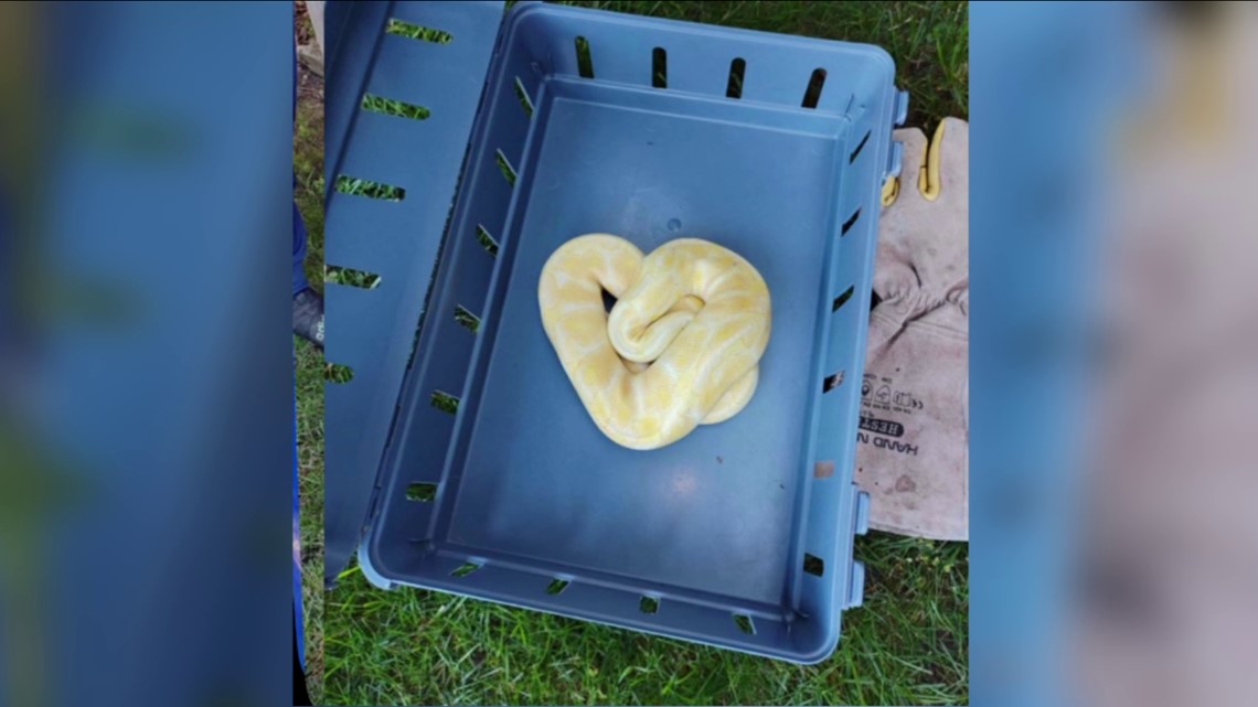 Missing Python Reunited With Owners