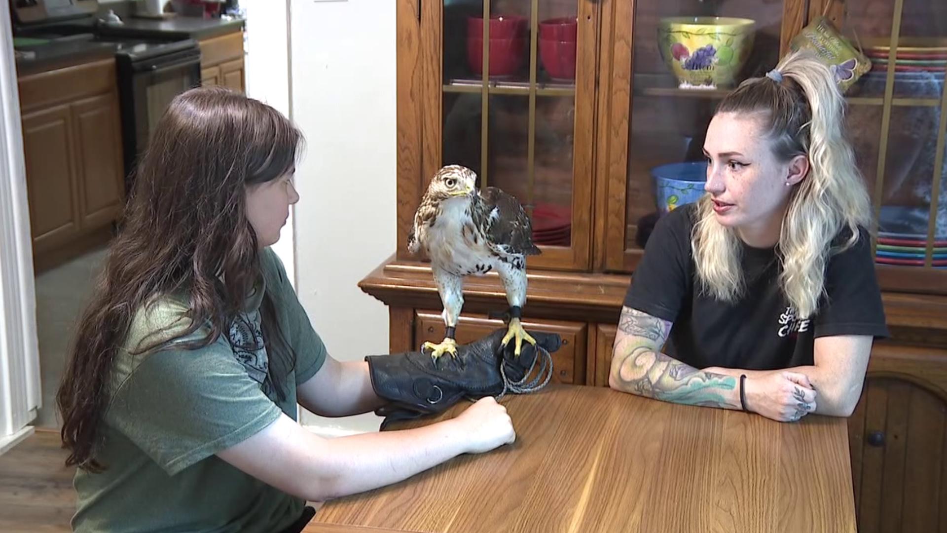 Teen falconer reflects on journey training red-tailed hawk Thora | wnep.com