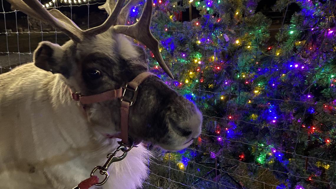 Spruce Ridge Reindeer opens for tours ahead of Christmas | wnep.com