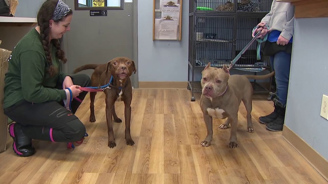 Dogs dumped in front of shelter in Stroudsburg | wnep.com
