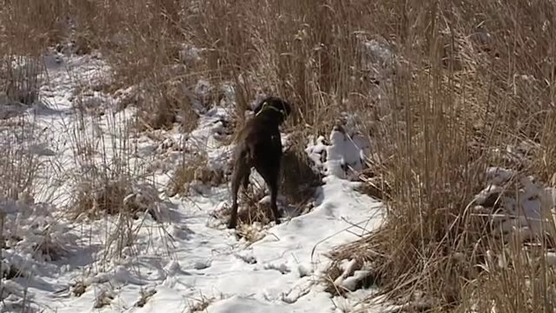 Pheasant Flushing | wnep.com