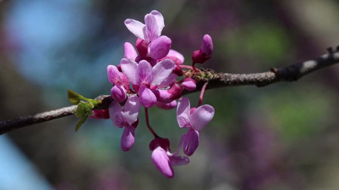 Batches of beauty in the PhotoLink Library | wnep.com