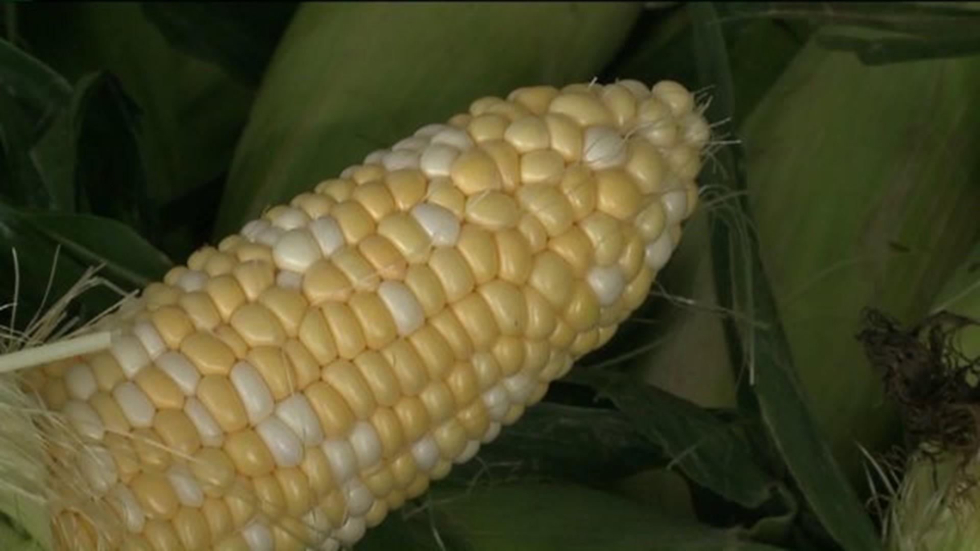 Sweet Corn Crop Running Behind Schedule | wnep.com