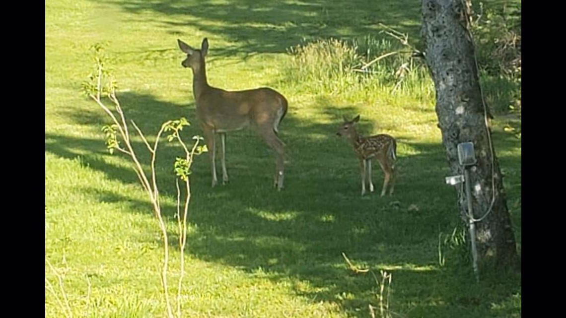 Your Photos: Fawn season 2021 | wnep.com