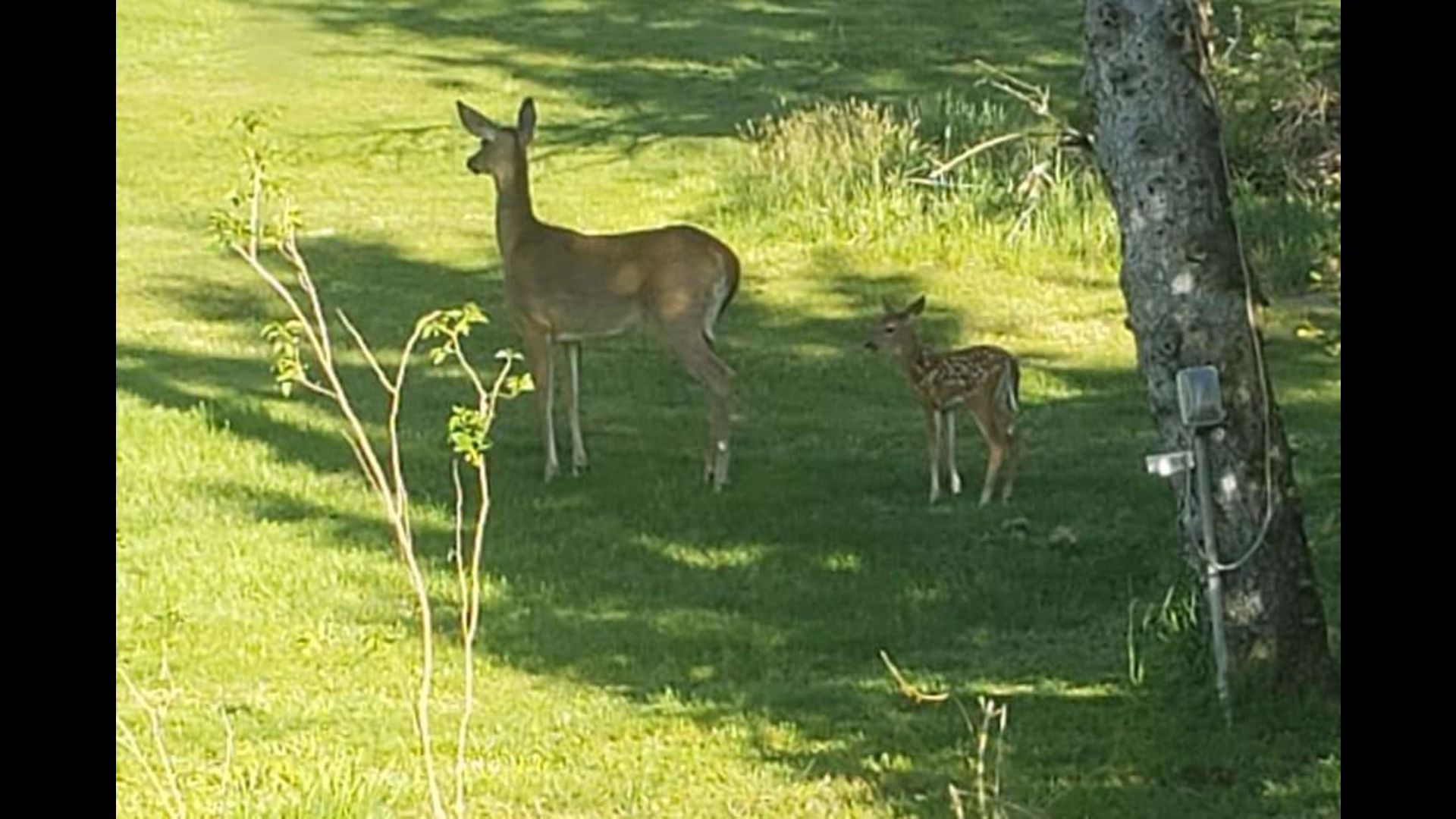 Fawn season in full swing | wnep.com