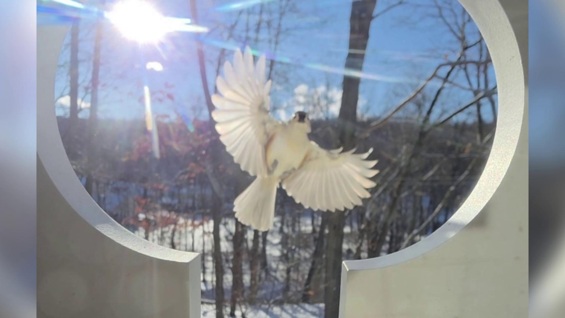 Frosty captures | PhotoLink Library | wnep.com