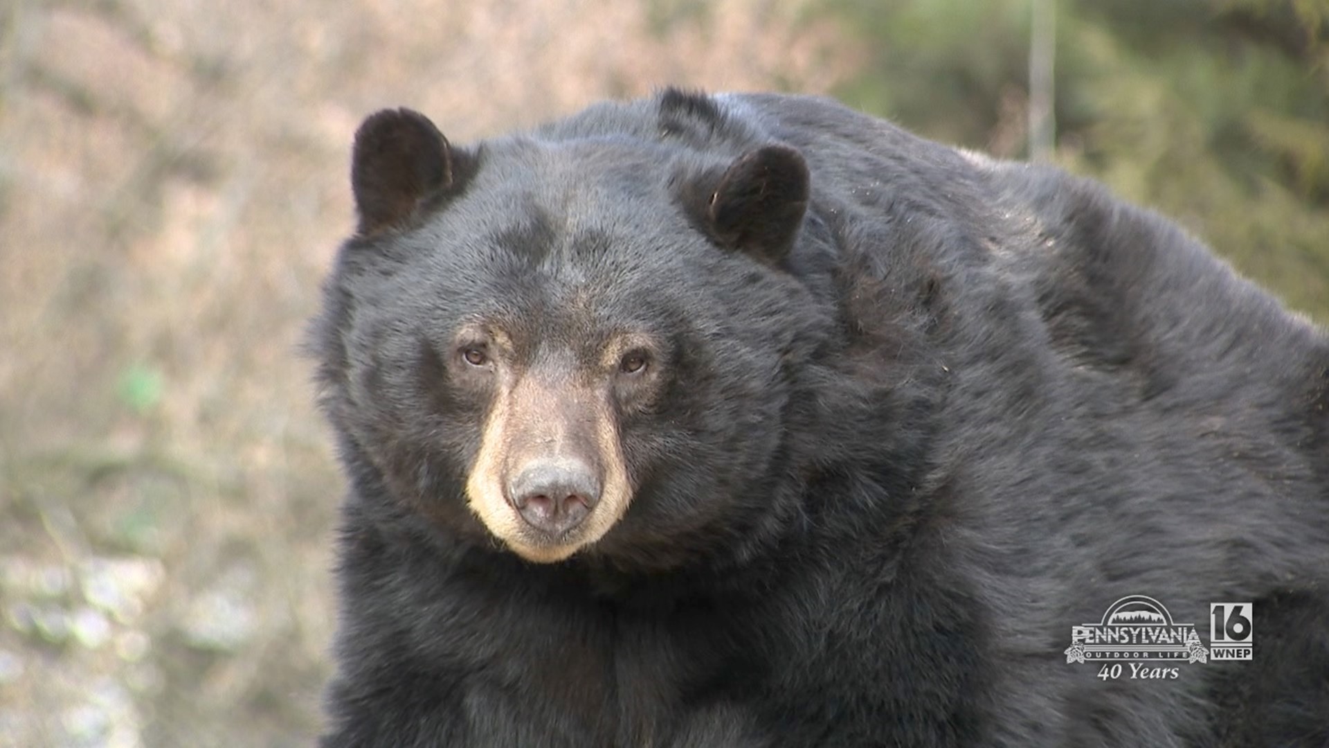 Zoo America | wnep.com