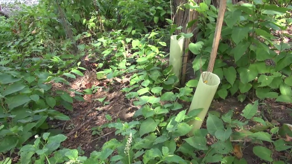 Paperless billing promotes planting trees | wnep.com